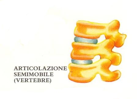 SISTEMA SCHELETRICO - Mappa Concettuale
